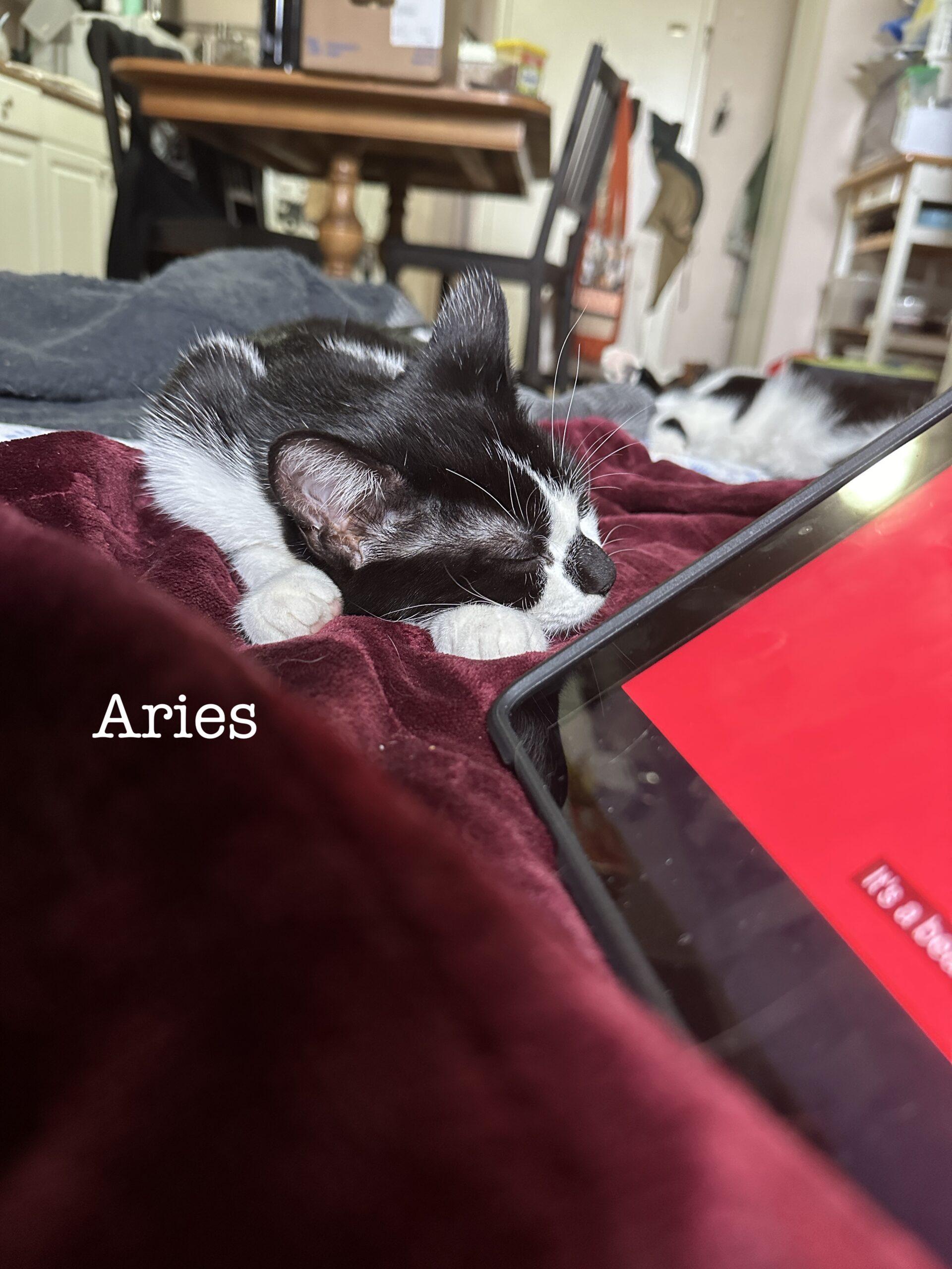 Aries – Hearts to Homes Feline Rescue & Sanctuary