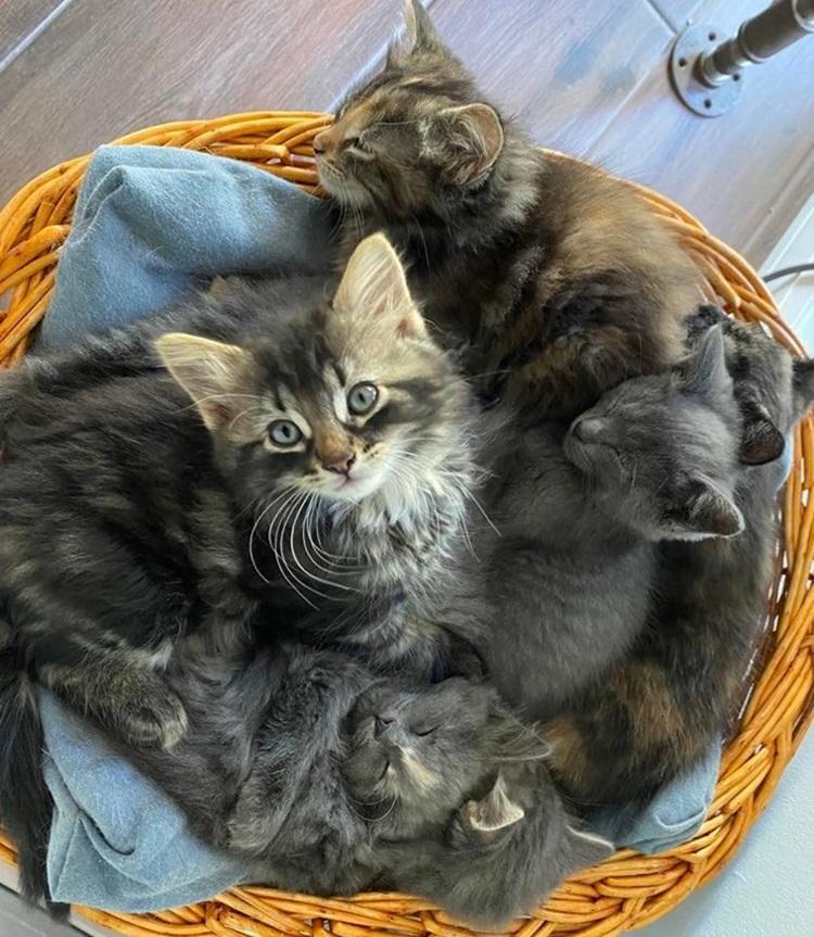 Coming Soon – Hearts to Homes Feline Rescue & Sanctuary