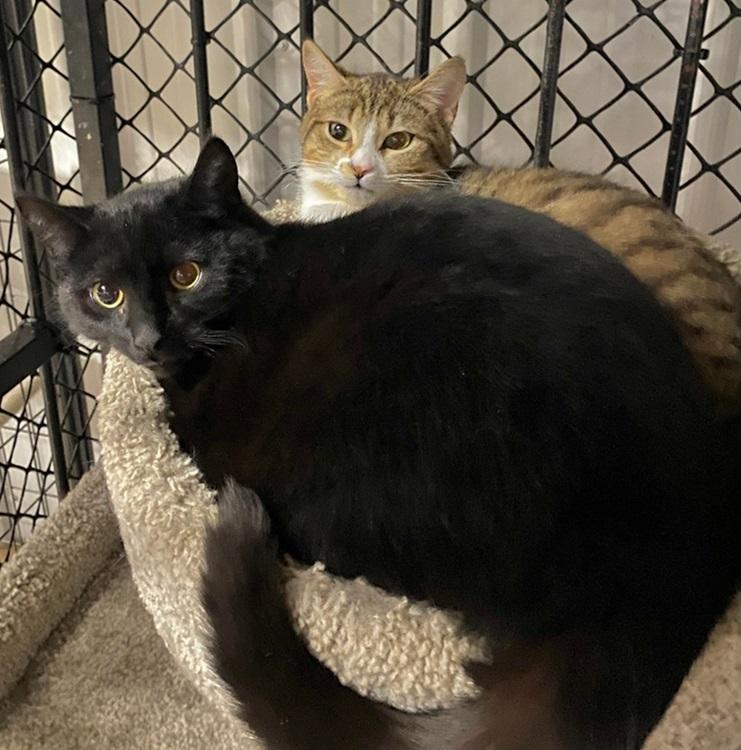 Forever Fosters – Hearts to Homes Feline Rescue & Sanctuary