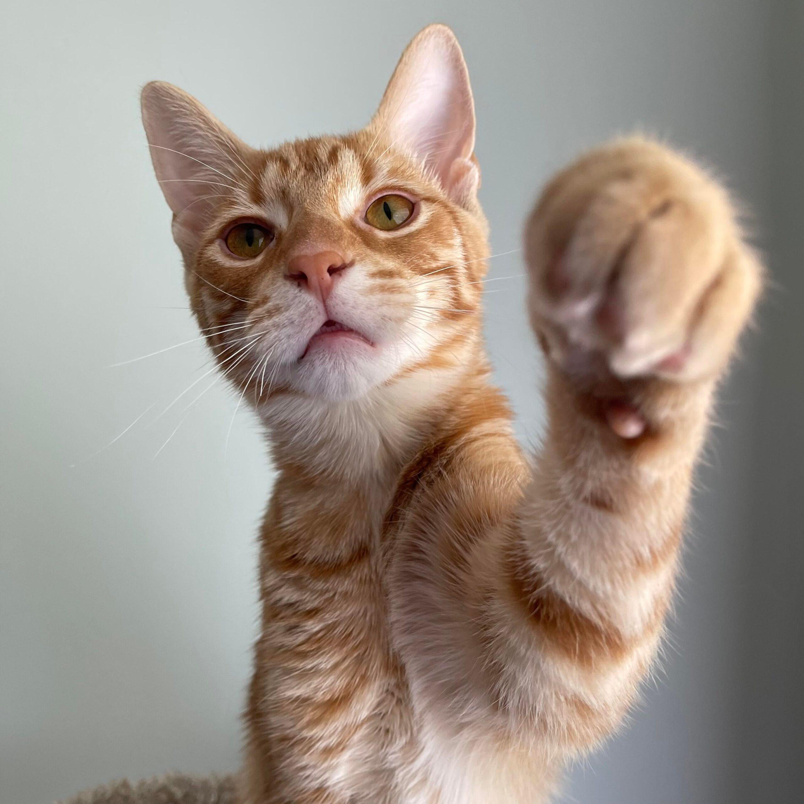 So You Want To Adopt? – Hearts to Homes Feline Rescue & Sanctuary