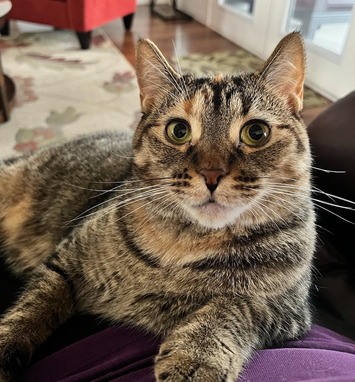 Adoption Process – Hearts to Homes Feline Rescue & Sanctuary