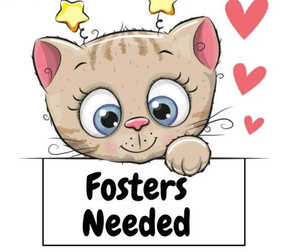How Fostering Works – Hearts to Homes Feline Rescue & Sanctuary