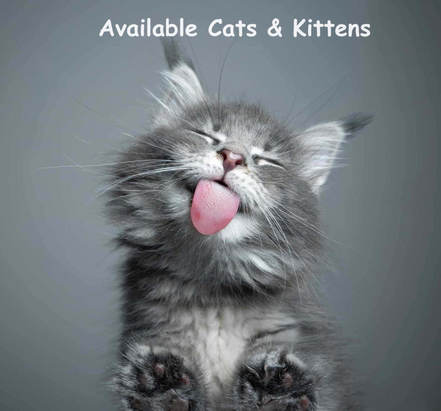 Adoptable Cats & Kittens – Hearts to Homes Feline Rescue & Sanctuary